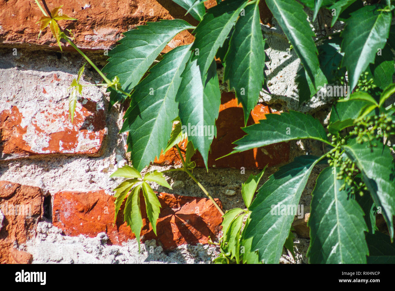 Self-clinging Vine Plants on Brick Wall Closeup. Abstract Brickwork ...