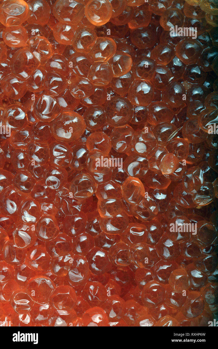 red caviar at day Stock Photo - Alamy