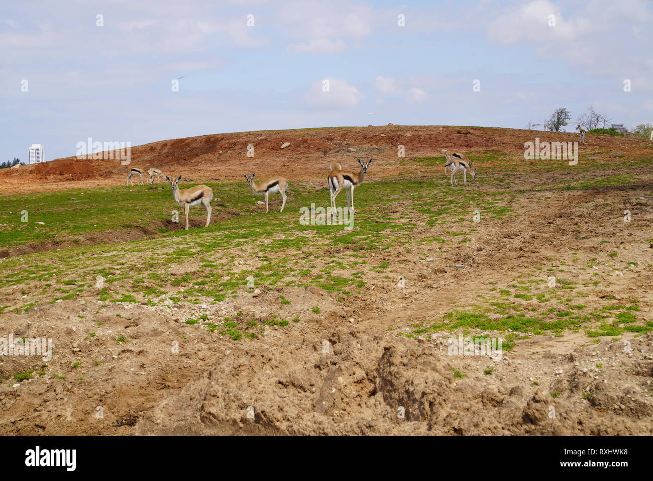 Safari Ramat Gan Israel Stock Photo - Alamy