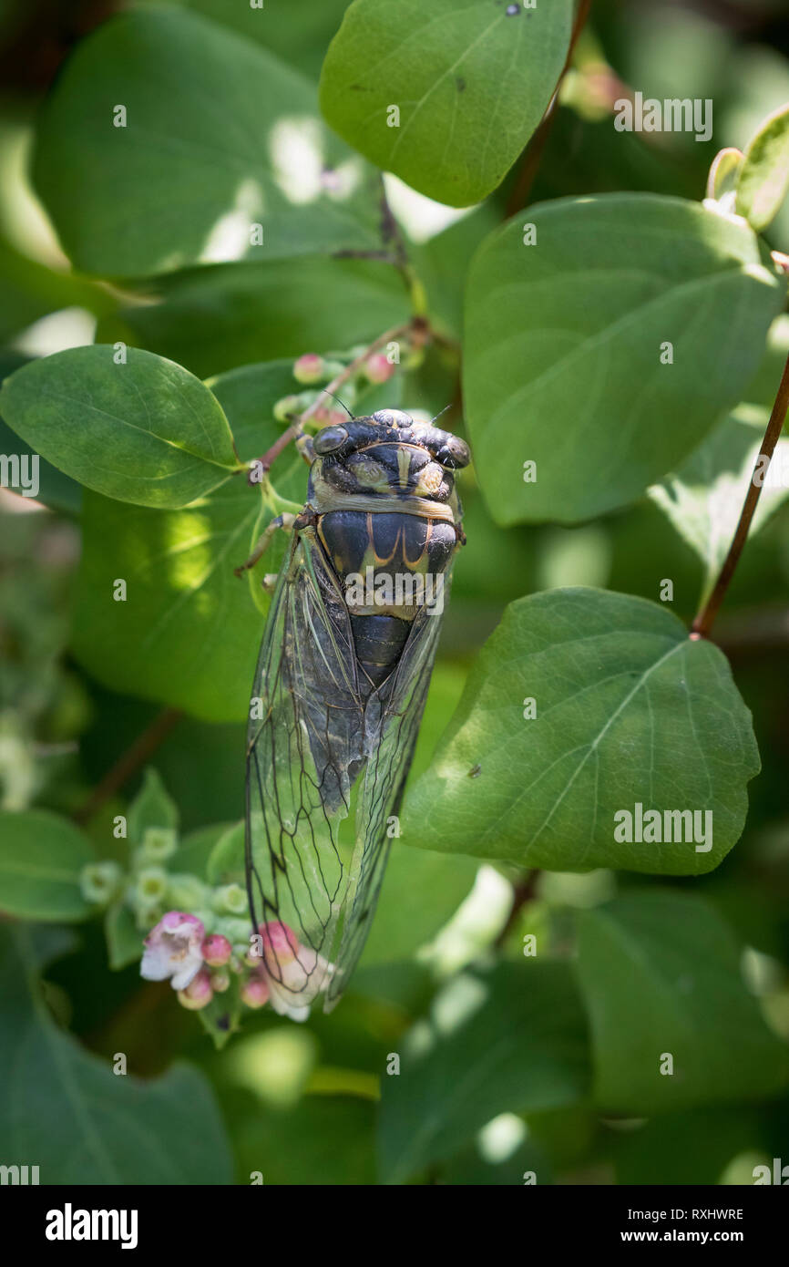 Cicada Image High Resolution Stock Photography and Images - Alamy