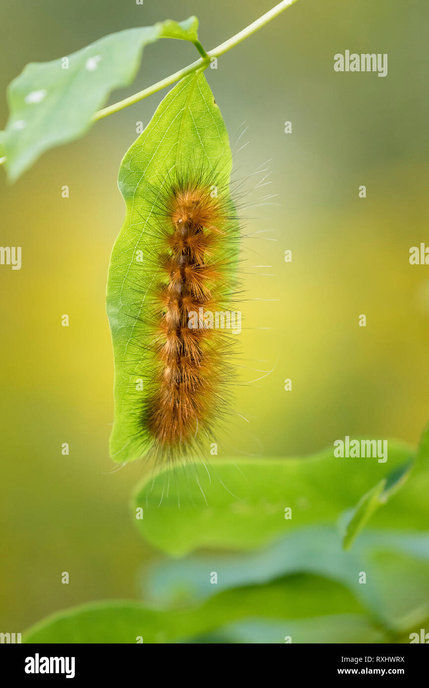 Yellow Woolly Bear Moth Caterpillar High Resolution Stock Photography ...