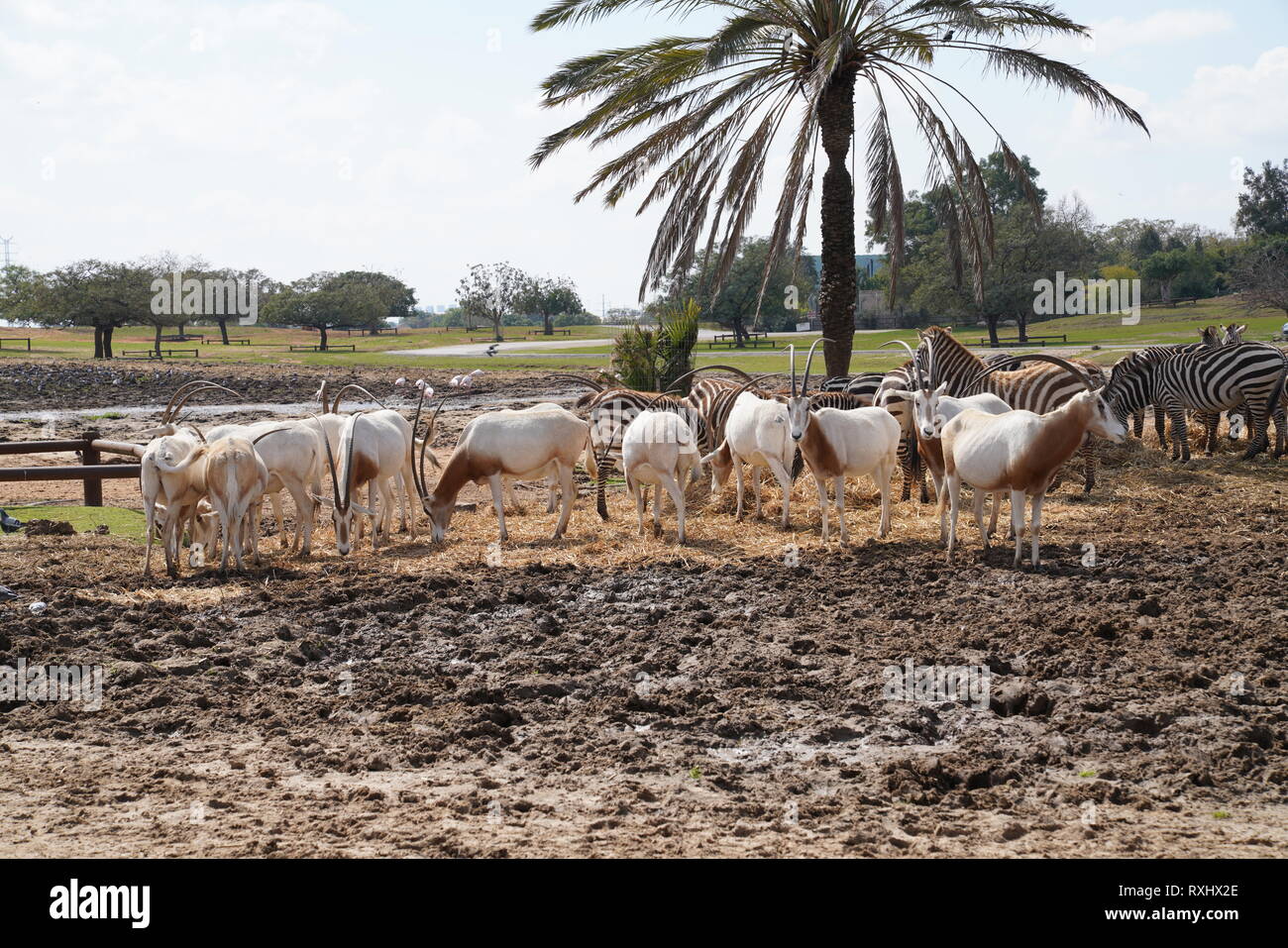 Safari Ramat Gan Israel Stock Photo - Alamy