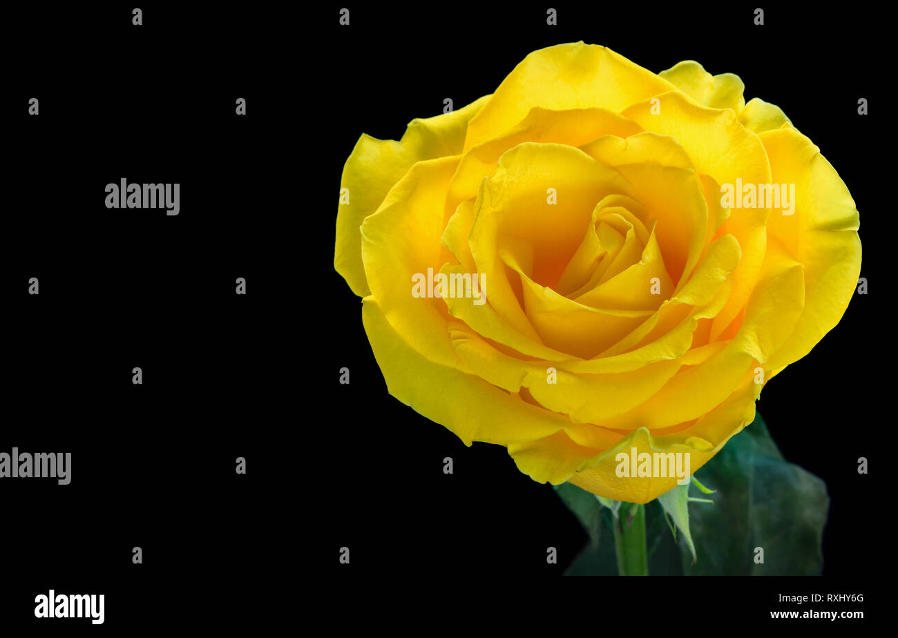 One yellow rose isolated on black background Stock Photo - Alamy