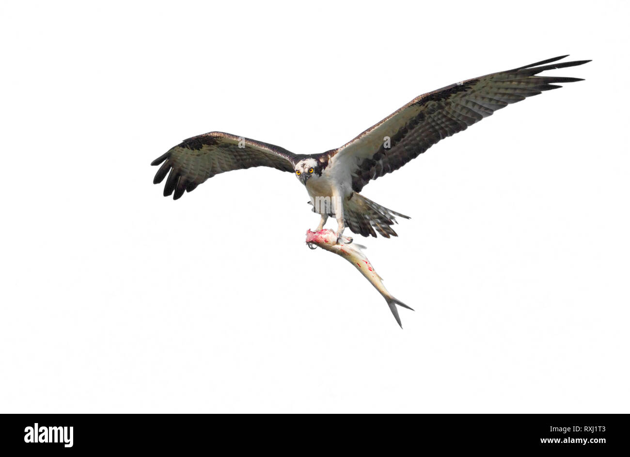 Osprey (Pandion haliaetus) flying with a prey fish, isolated on white ...