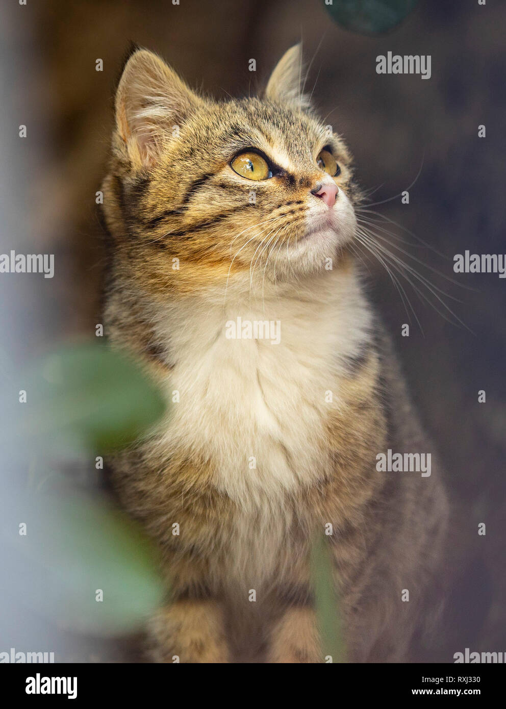 Cats pets hi-res stock photography and images - Alamy