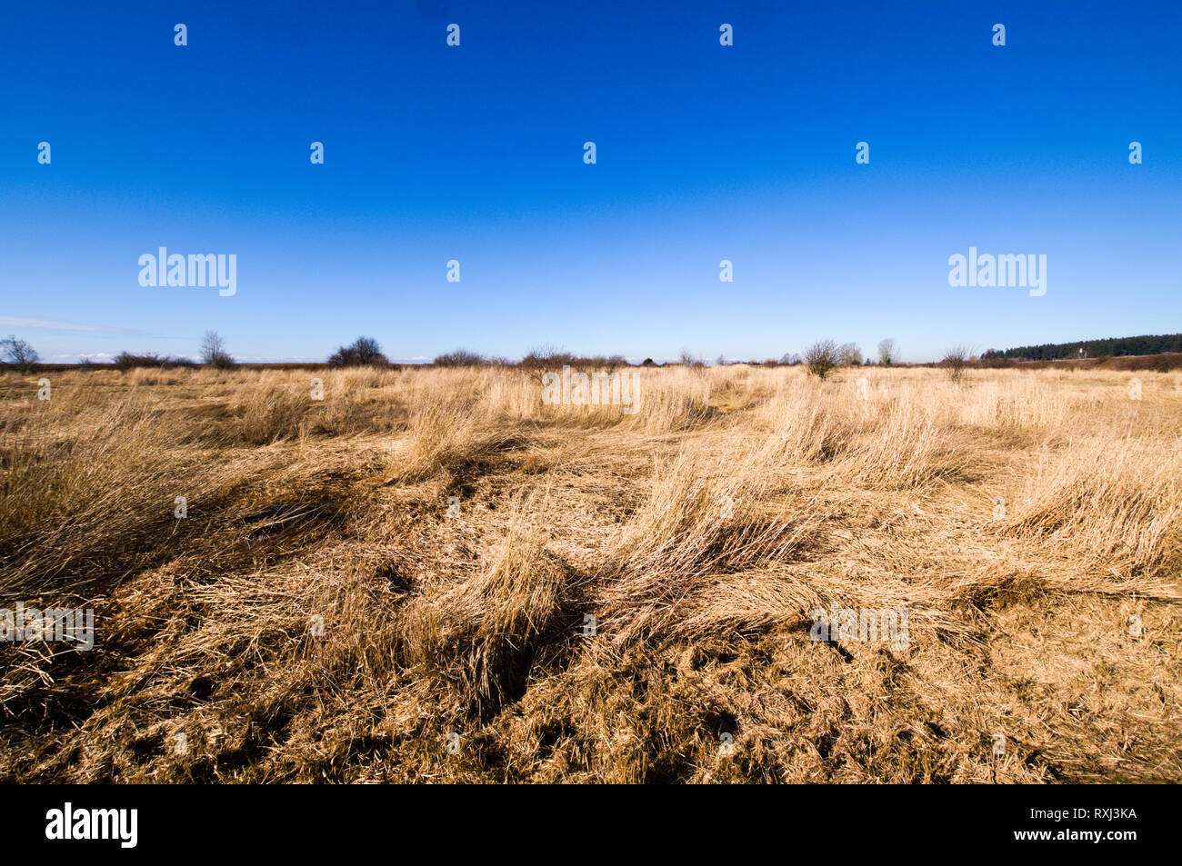 Fields of wild grass grow in what was salt marsh before the ...