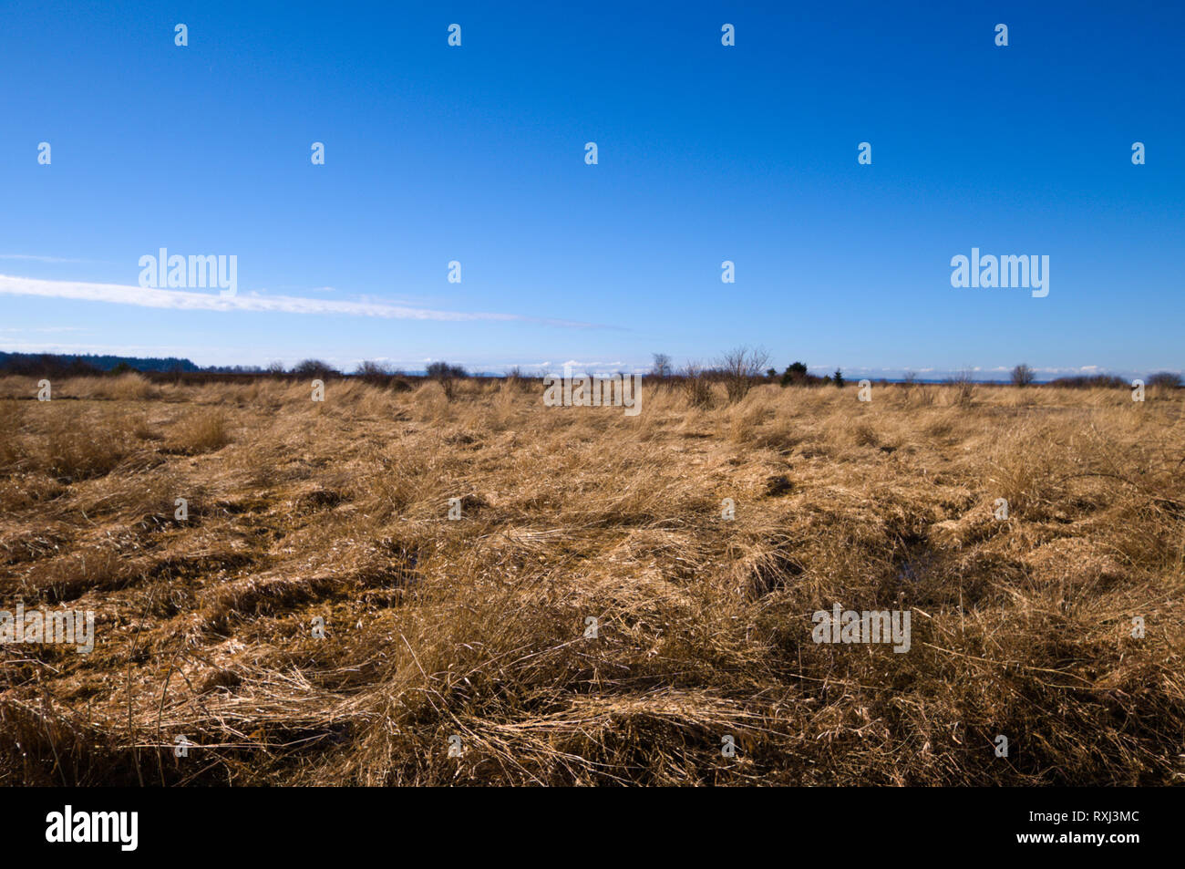 Fields of wild grass grow in what was salt marsh before the ...