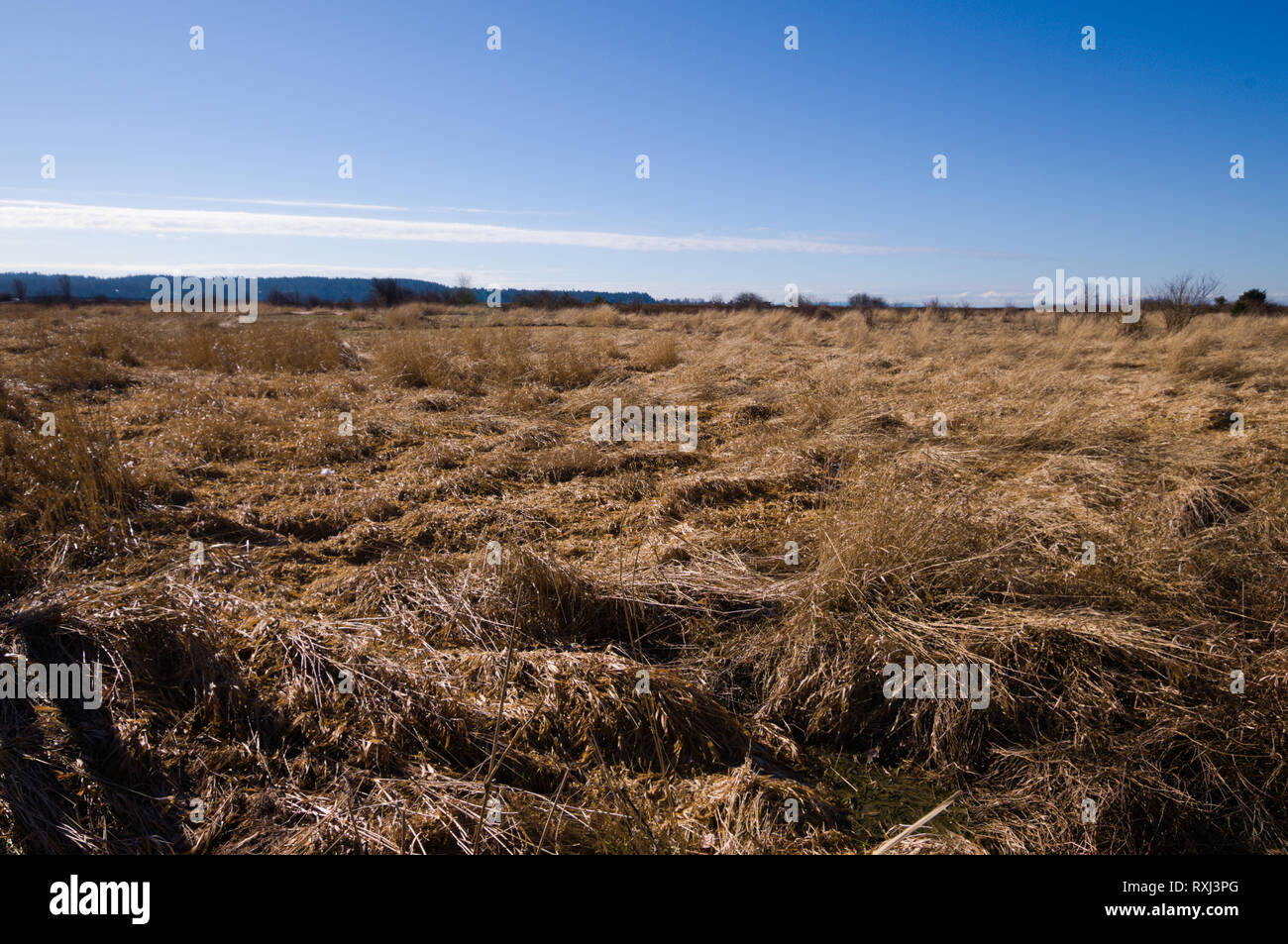 Fields of wild grass grow in what was salt marsh before the ...