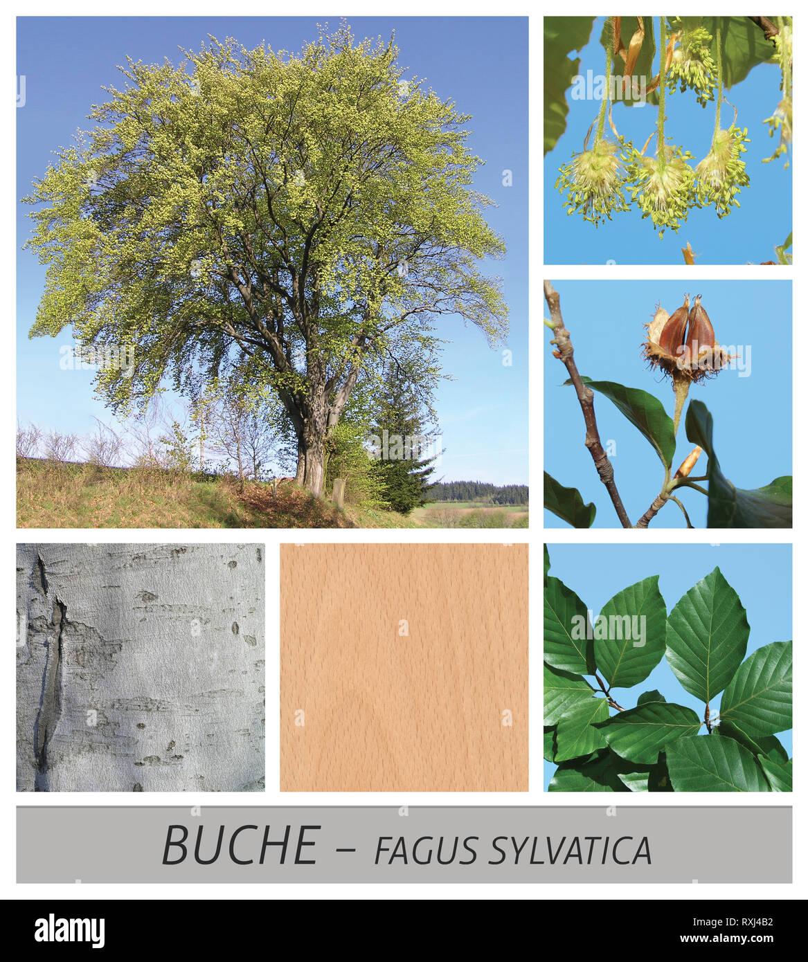 Common beech fagus sylvatica fruit hi-res stock photography and images ...