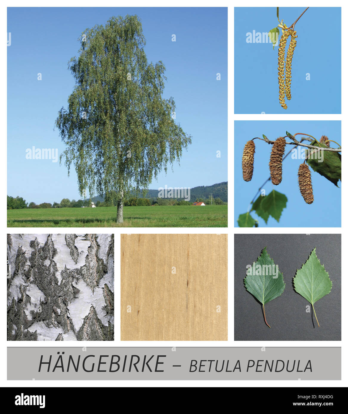 birch, hanging birch, betula, pendula, collage, tree, deciduous Stock ...