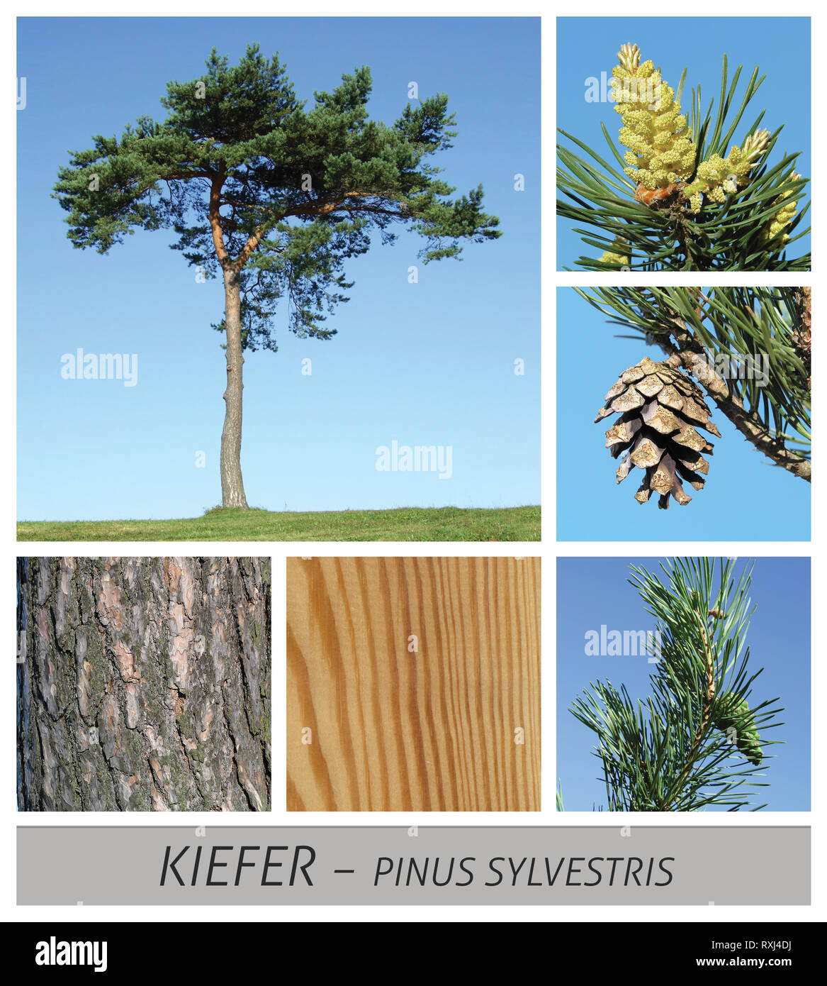 pine, common, pinus, sylvestris, conifer, cones, wood, bark Stock Photo ...
