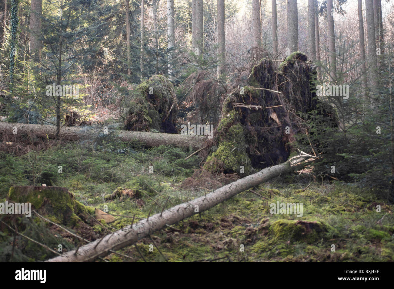Extreme bent tree hi-res stock photography and images - Alamy