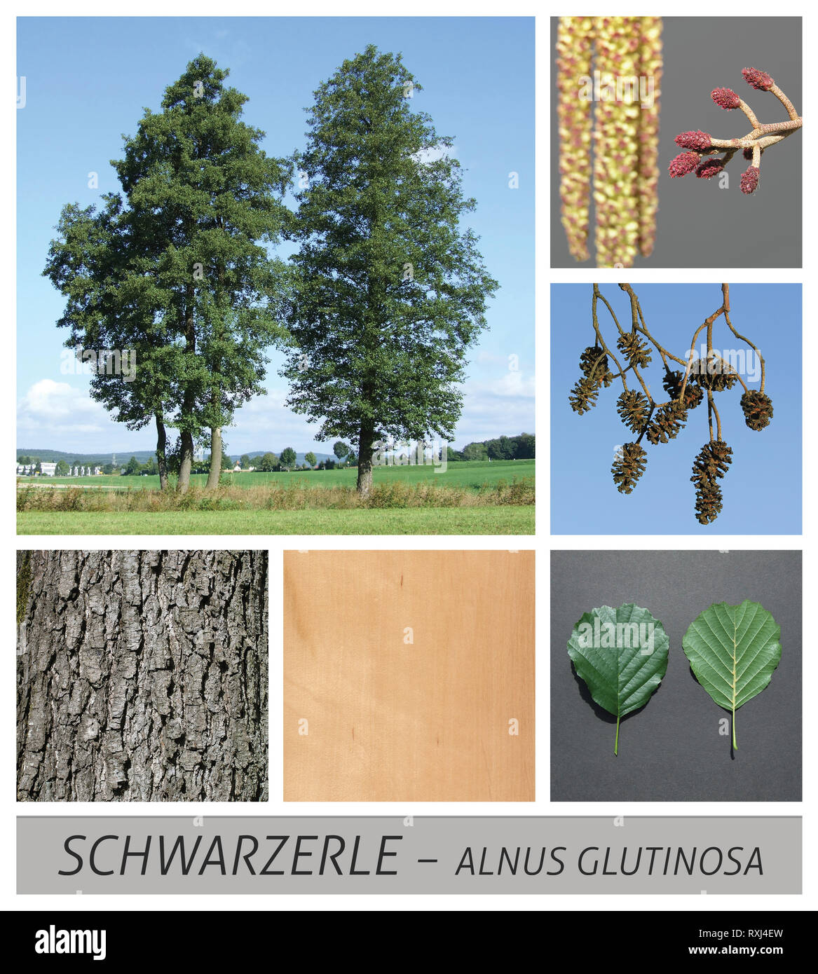 black alder, alder, alnus, glutinosa, rotenle, tree, fruits, bark Stock ...