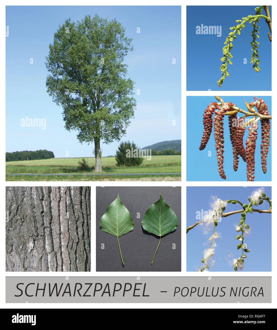 poplar, black poplar, populus, nigra, fruit stands, short shoots, slow ...