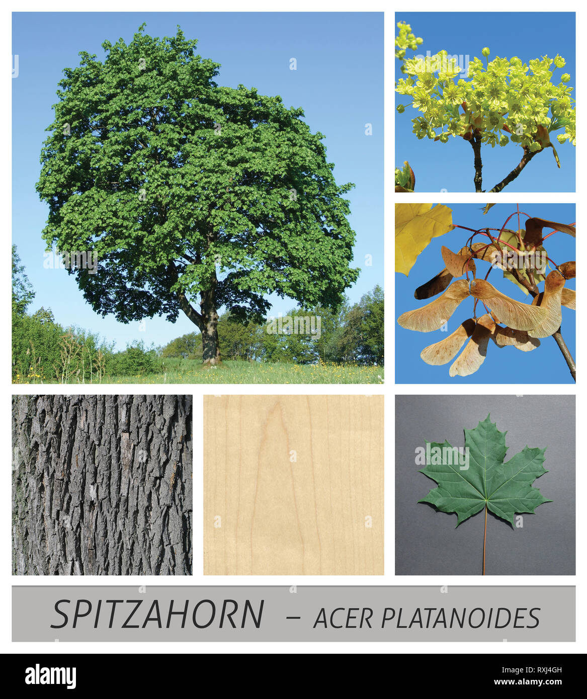 Types Of Deciduous Trees