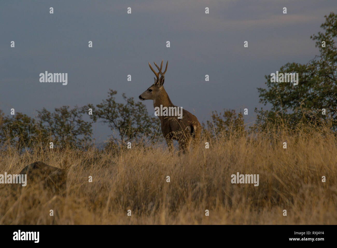 A large buck California Mule Deer on a hillside during a summer evening ...