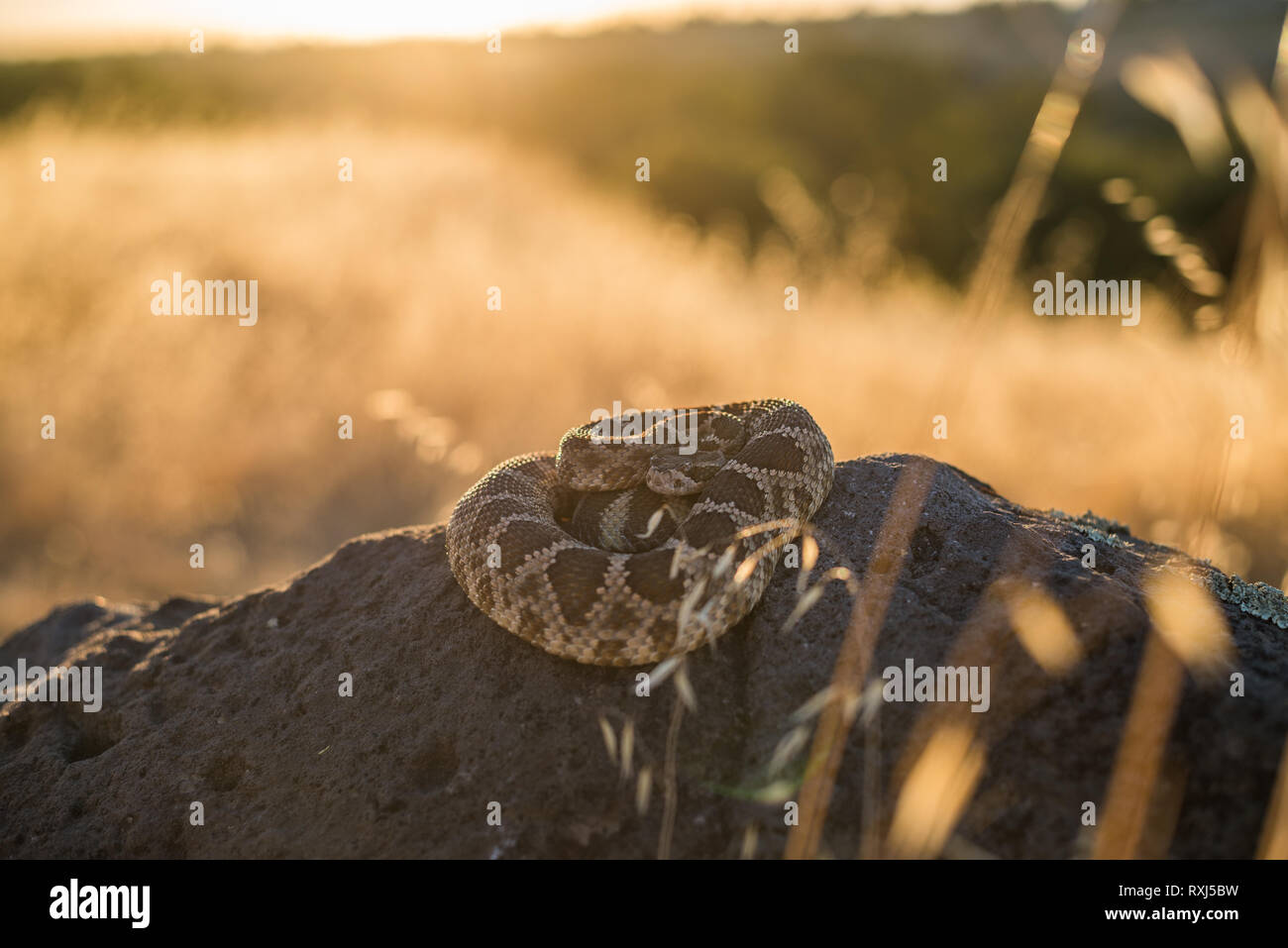 Coiled rattle snake hi-res stock photography and images - Alamy