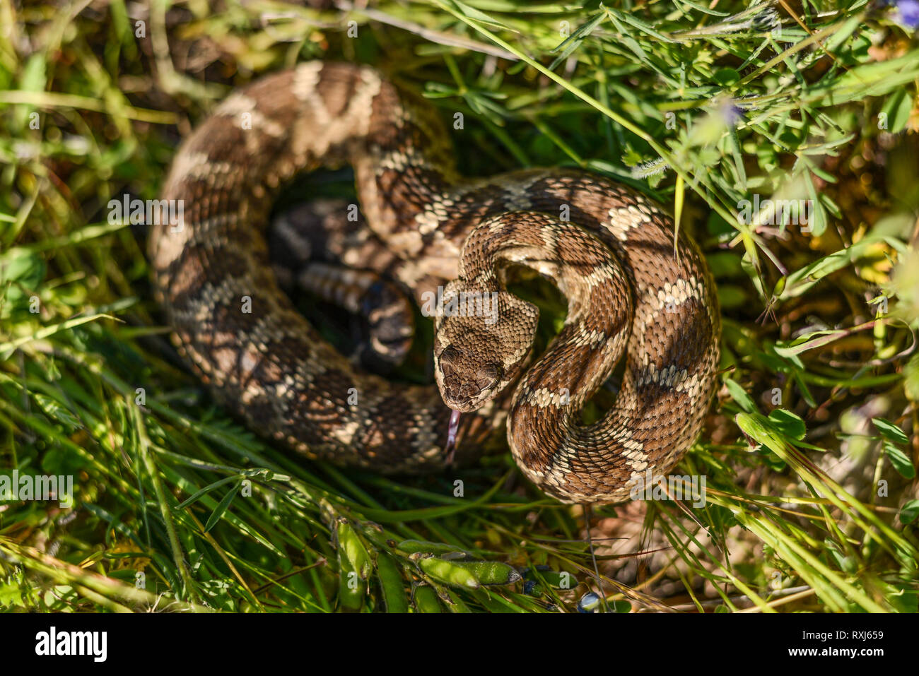 Rattle snake grass hi-res stock photography and images - Alamy