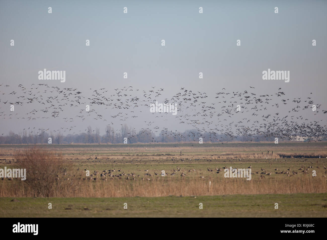 Large flock of geese and Lapwings in flight with wind farm in ...