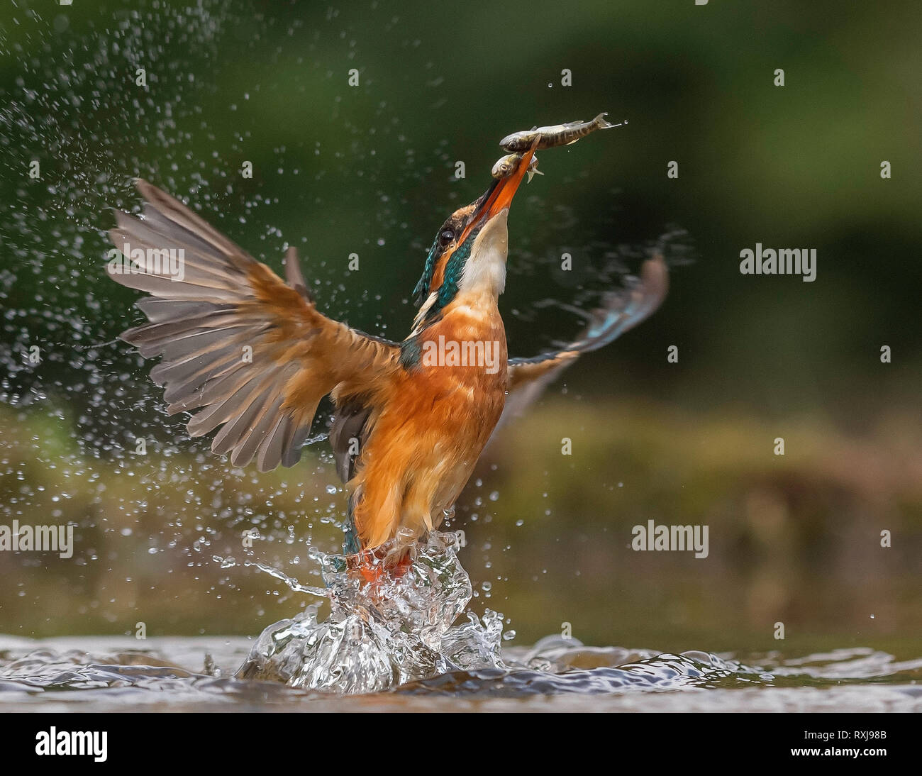 Kingfisher water with fish hi-res stock photography and images - Alamy