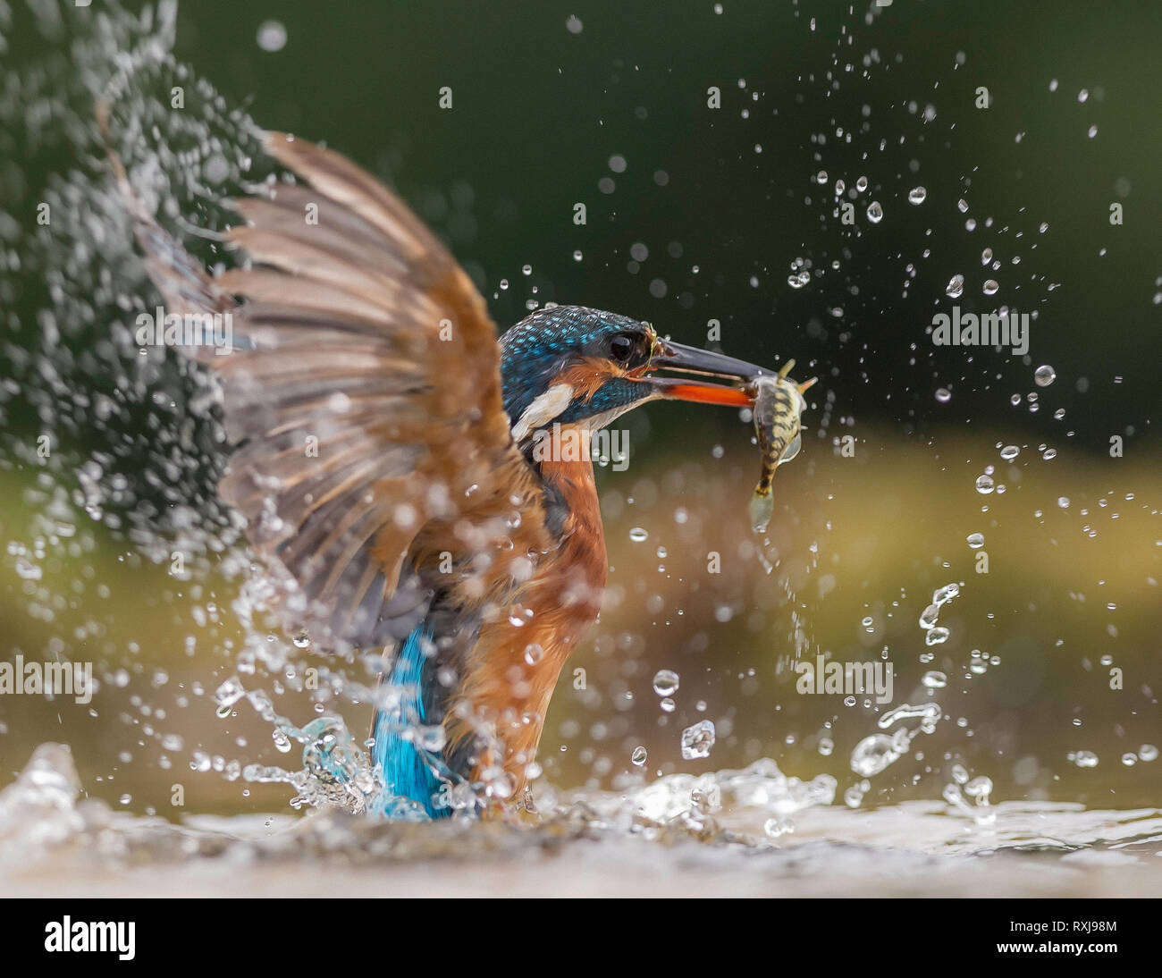 Kingfisher with catch hi-res stock photography and images - Alamy