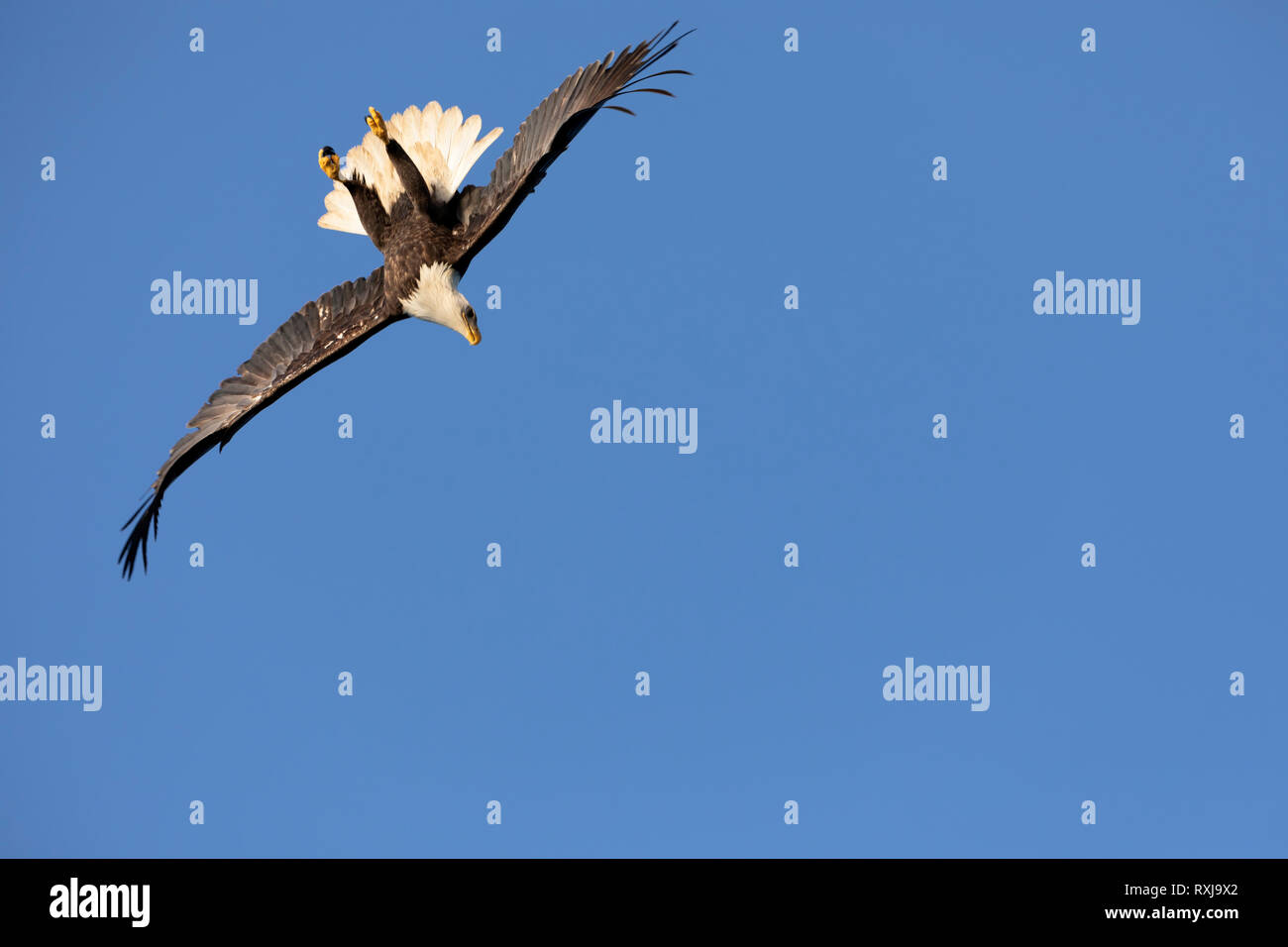 Eagle diving down hi-res stock photography and images - Alamy