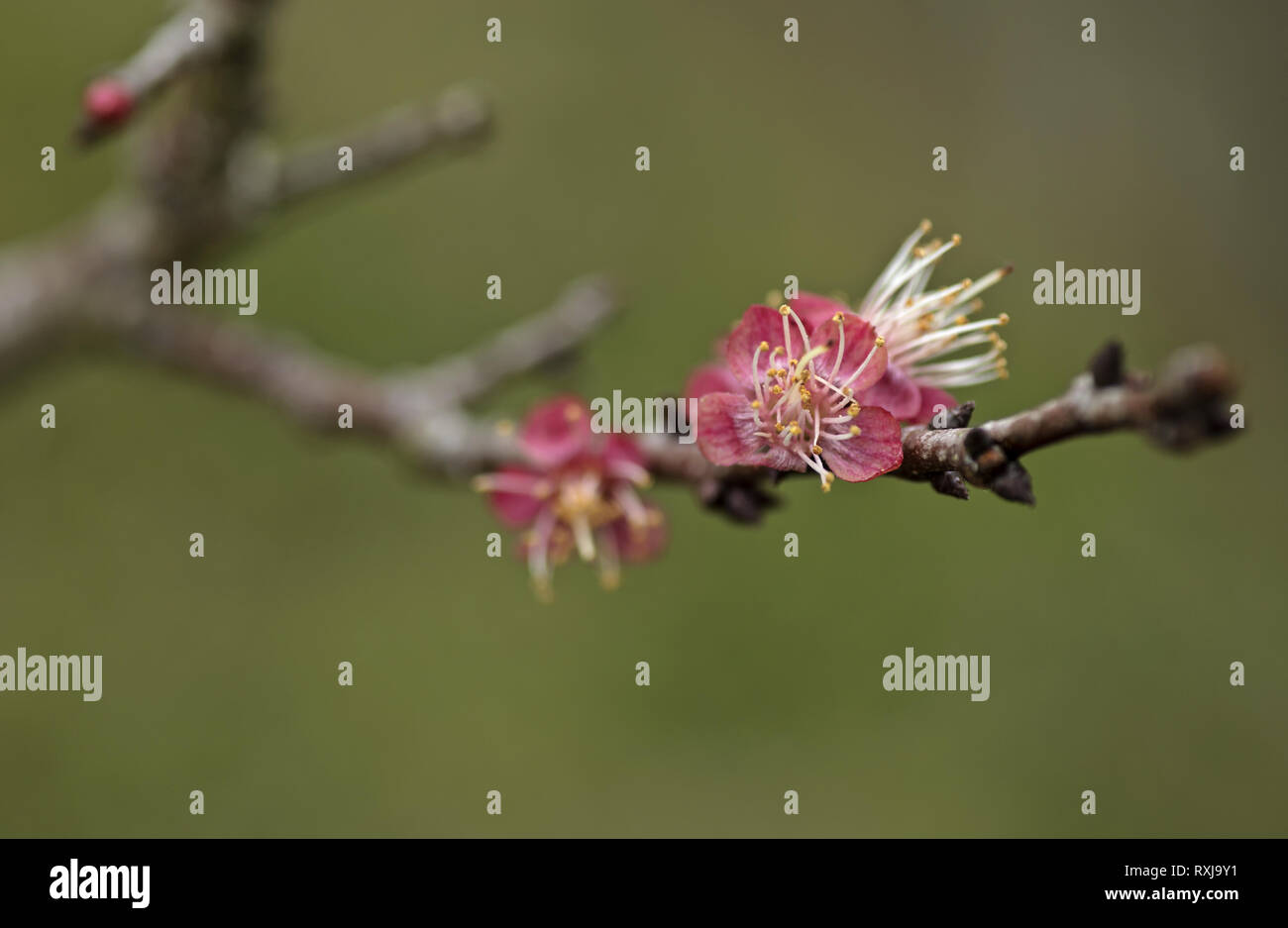 Apricot pink blooms hi-res stock photography and images - Alamy