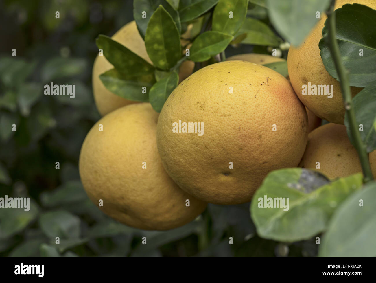 Grapefruits growing in the clusters on a tree Stock Photo - Alamy