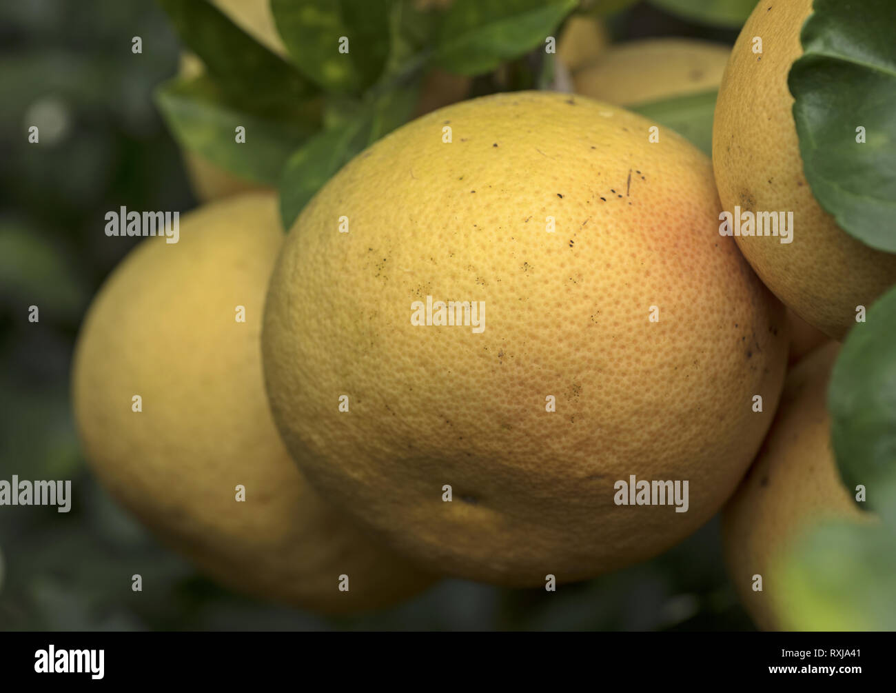 Big green grapefruit hi-res stock photography and images - Alamy