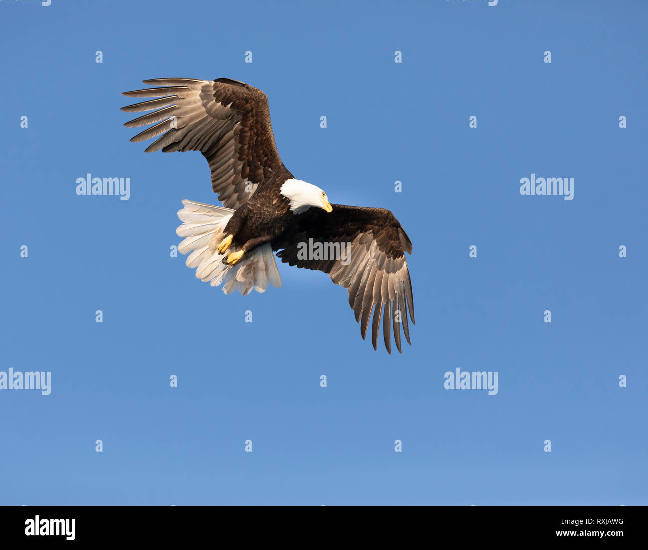 Soaring eagle alaska hi-res stock photography and images - Alamy