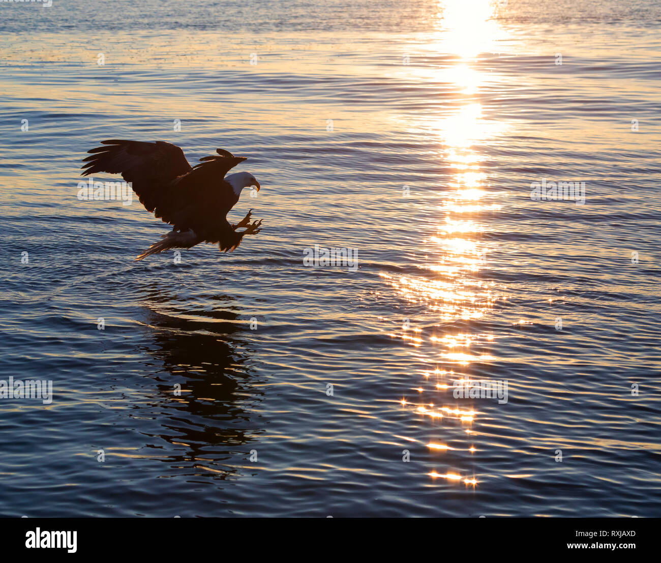 Bald eagle in flight sunset hi-res stock photography and images - Alamy