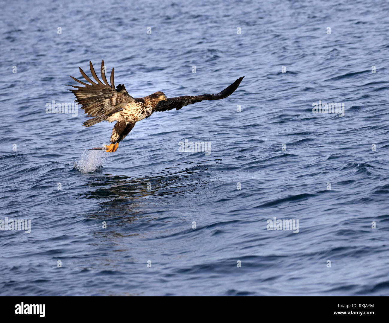 American bald eagle grabbing fish hi-res stock photography and images ...