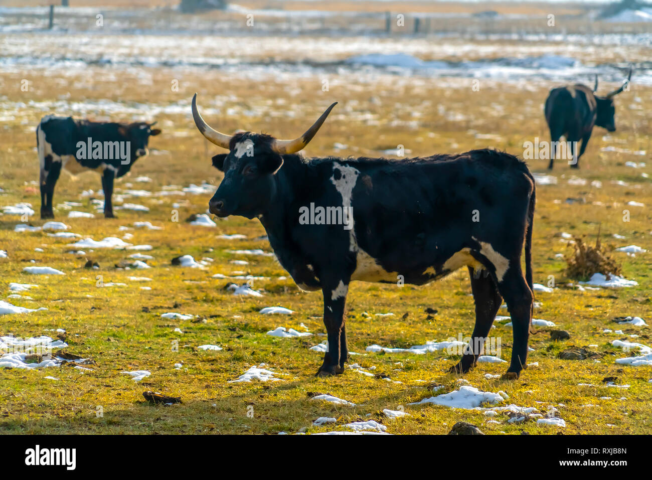 Sunlit cattle field hi-res stock photography and images - Alamy