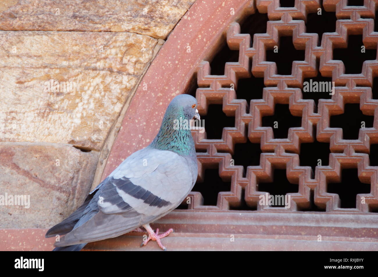 pigeon watching inside window Stock Photo - Alamy