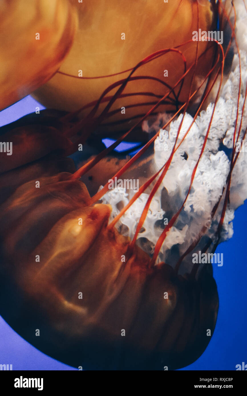 Freshwater jellyfish hi-res stock photography and images - Alamy