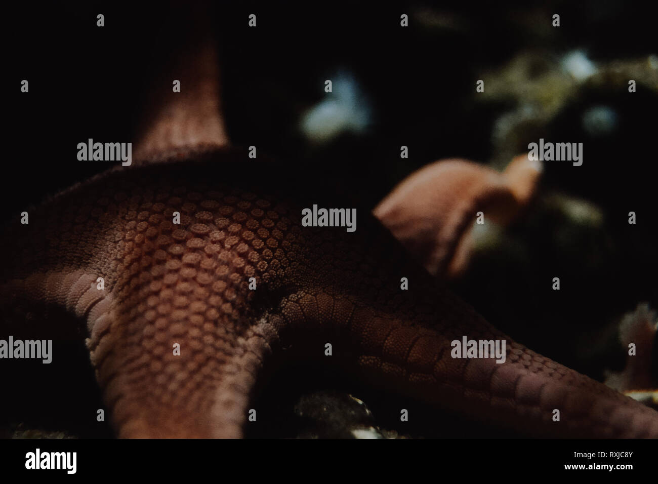 Bioluminescence sea star hi-res stock photography and images - Alamy