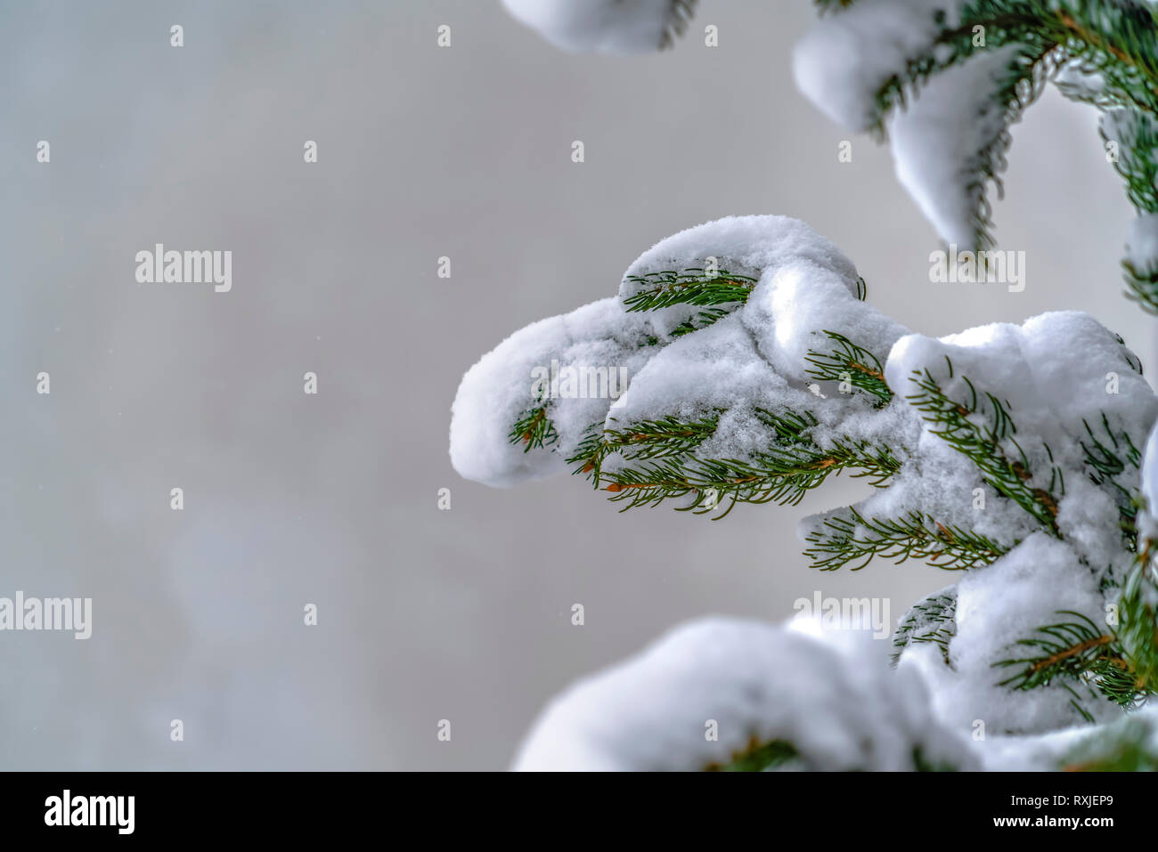 Snow covered fir tree in Daybreak Utah Stock Photo - Alamy