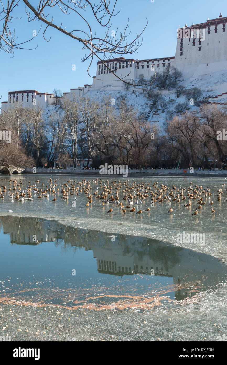 Ducks and geese on a frozen lake with Potala Palace in the background ...