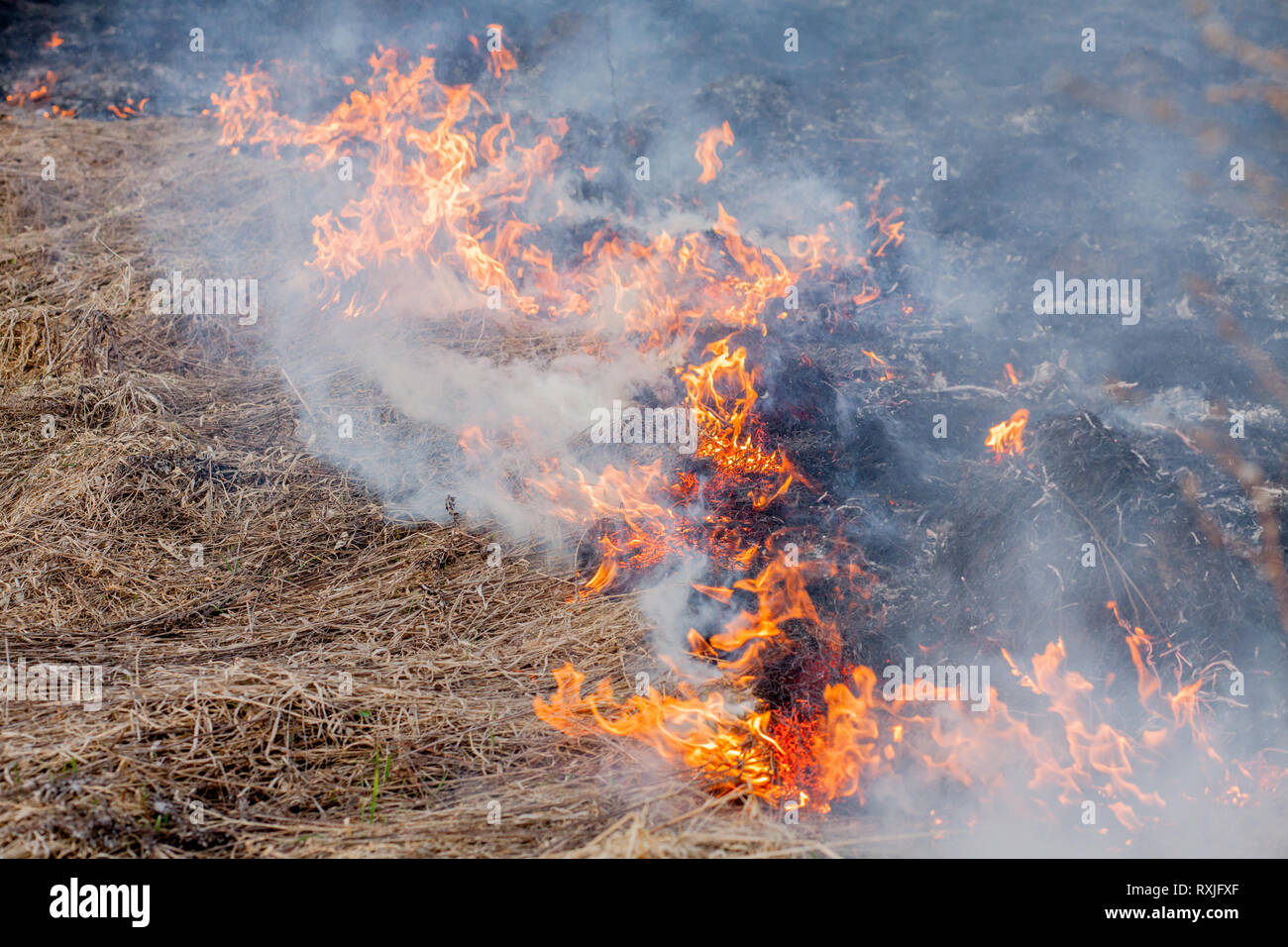 A strong fire spreads in gusts of wind through dry grass, smoking dry ...