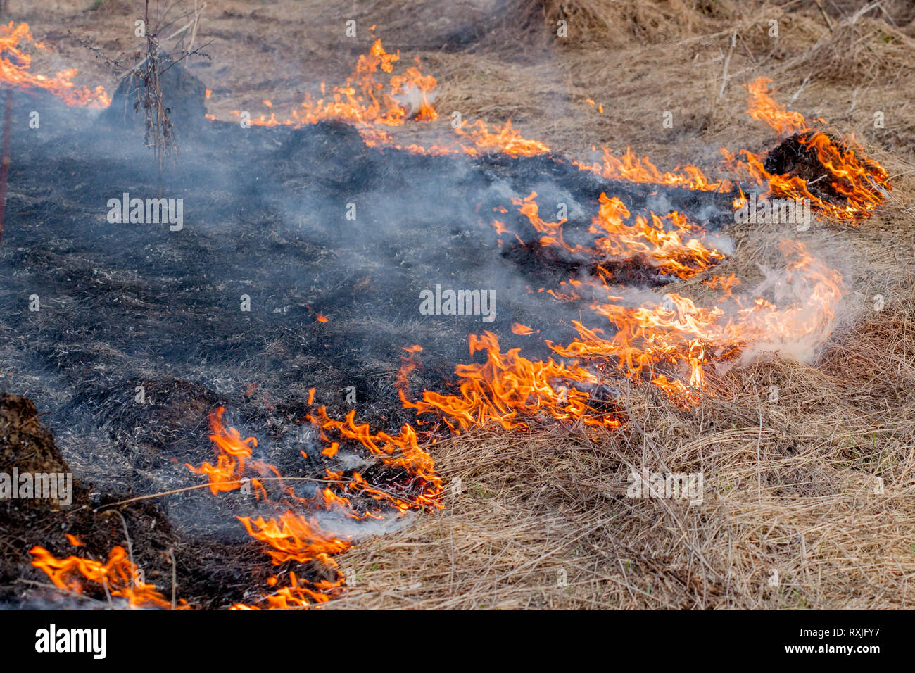 A strong fire spreads in gusts of wind through dry grass, smoking dry ...