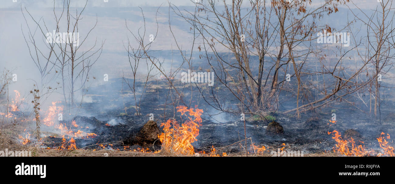 A strong fire spreads in gusts of wind through dry grass, smoking dry ...