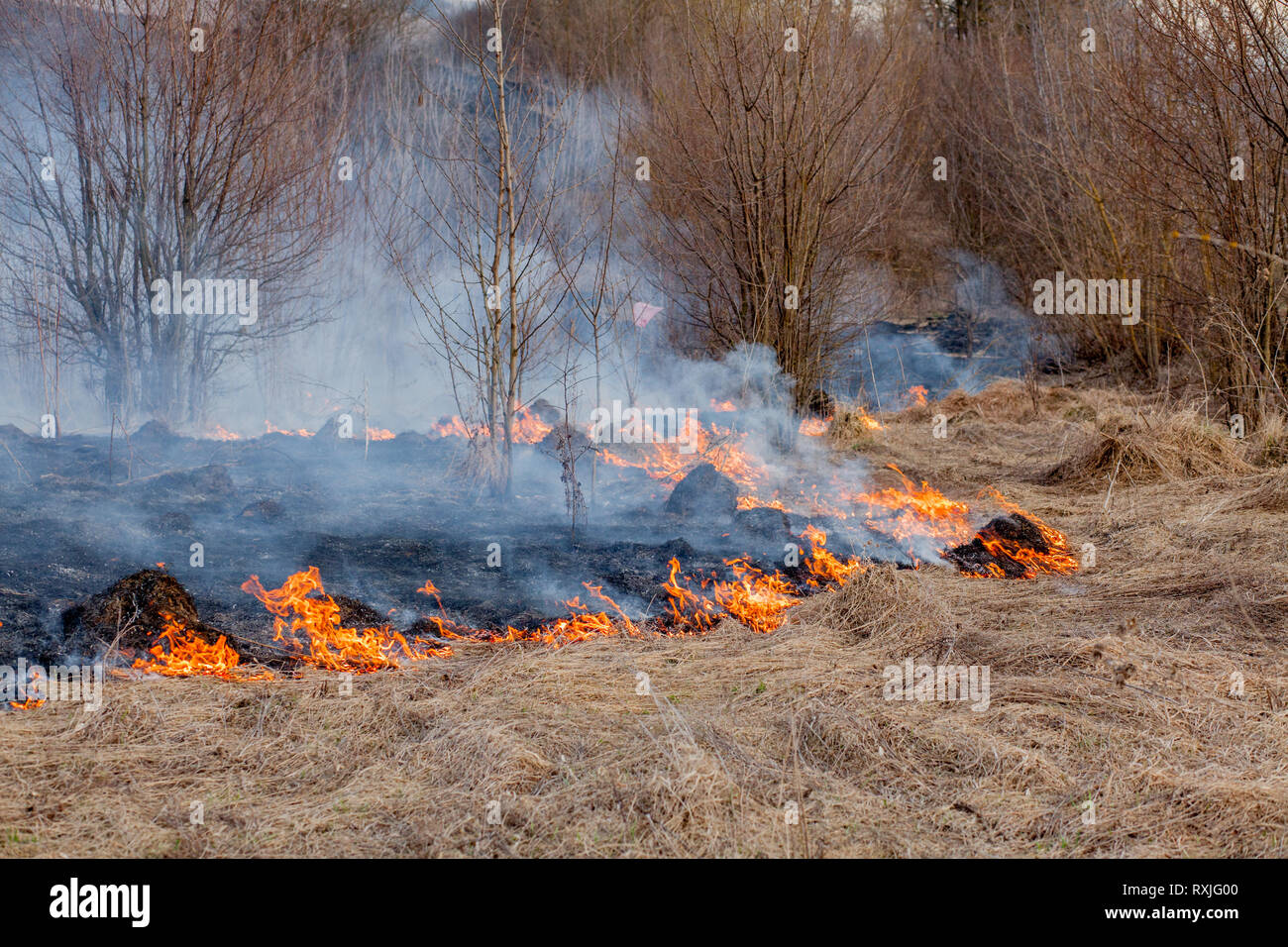 A strong fire spreads in gusts of wind through dry grass, smoking dry ...