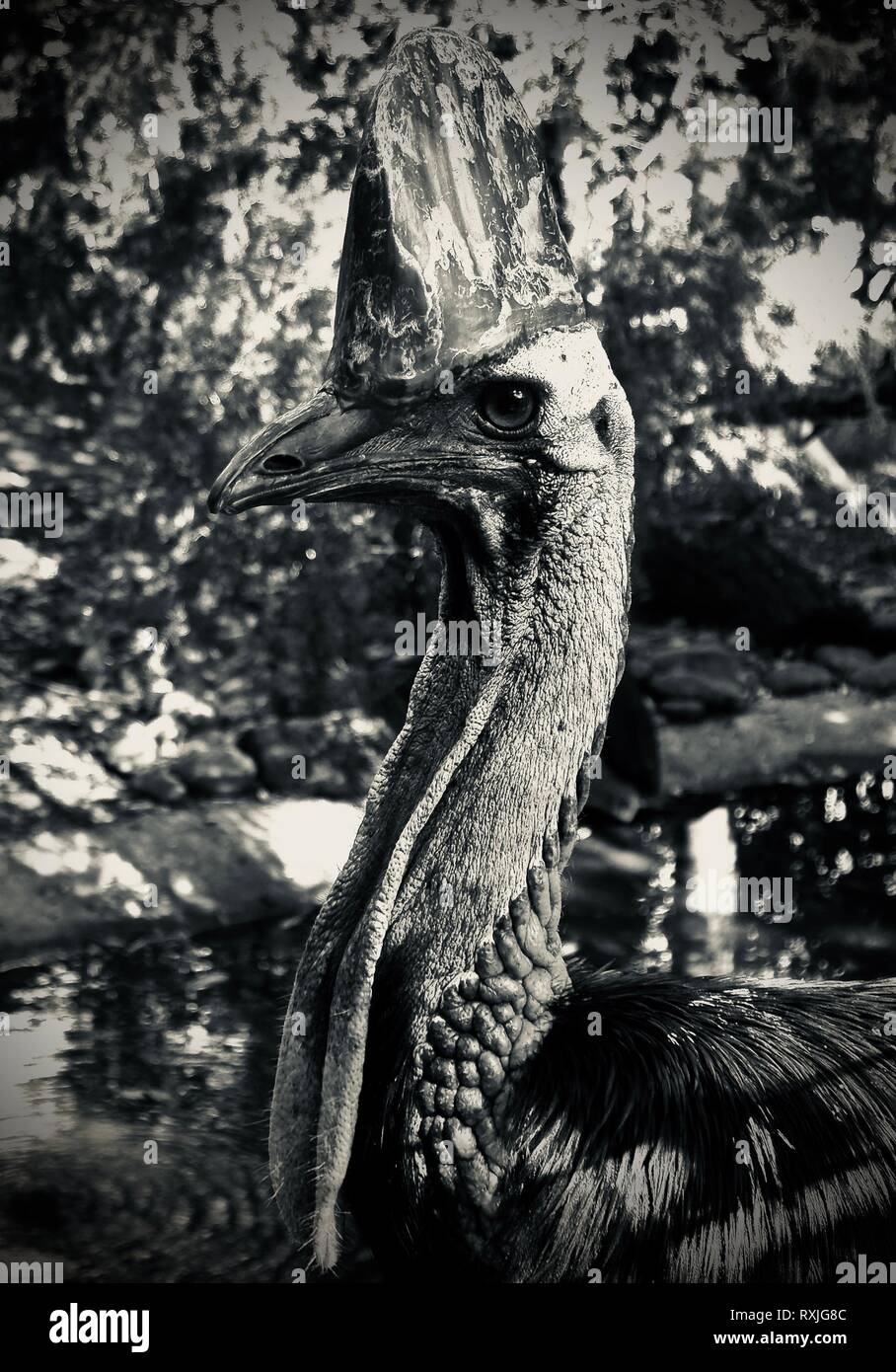 A Southern Cassowary in Black and White Stock Photo - Alamy