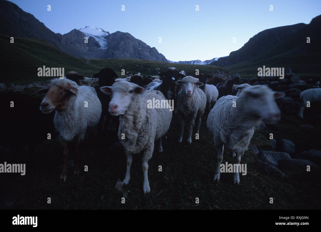 Livestock_farming hi-res stock photography and images - Alamy