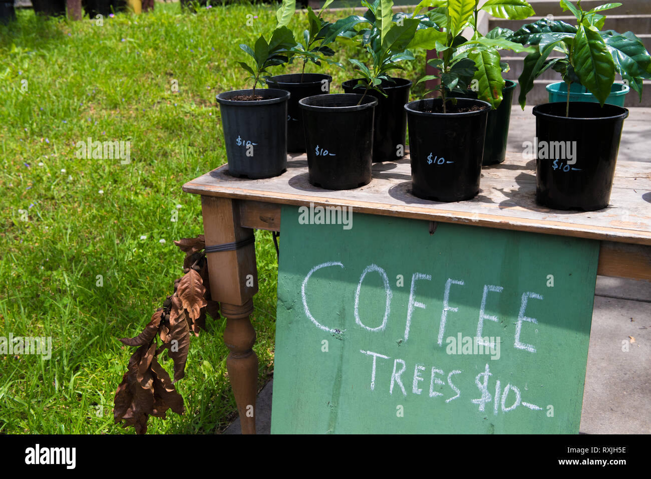 Coffee trees for sale in pots at the market Stock Photo - Alamy