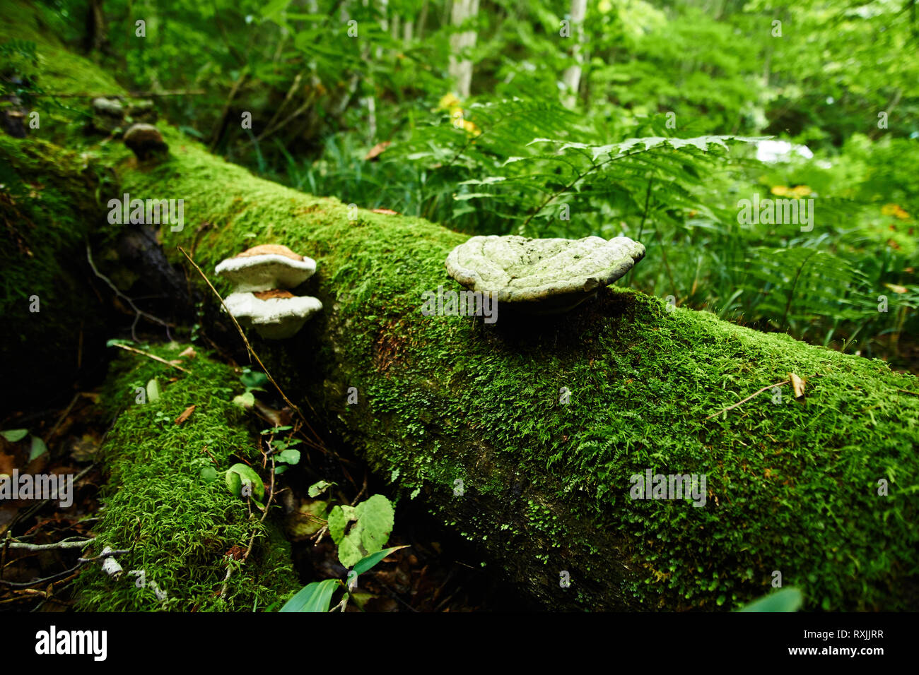 Mushrooms grown on a rotting log covered in moss in a forest with trees ...