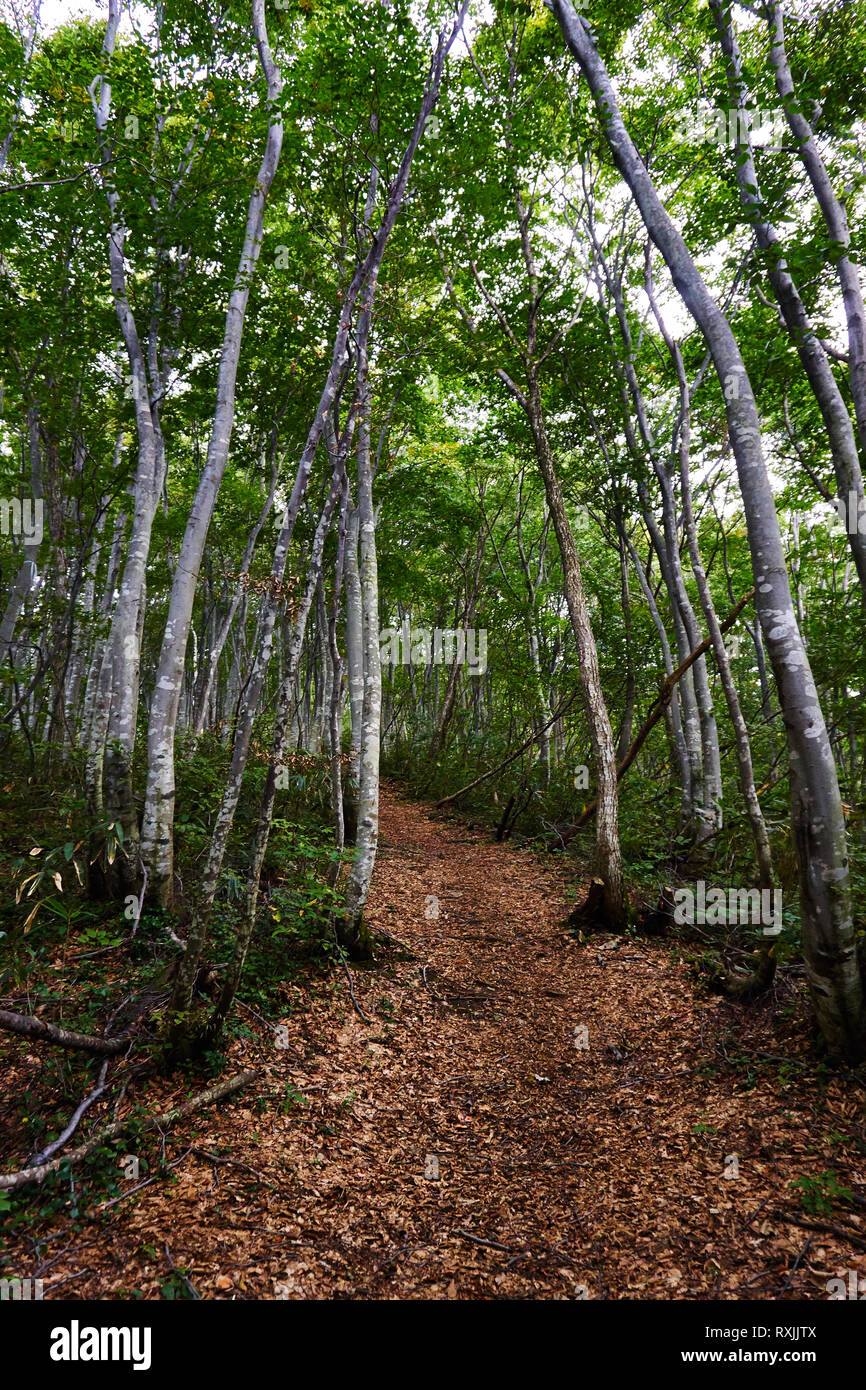 A wide path covered in dried leaves leads through a birch forest in ...