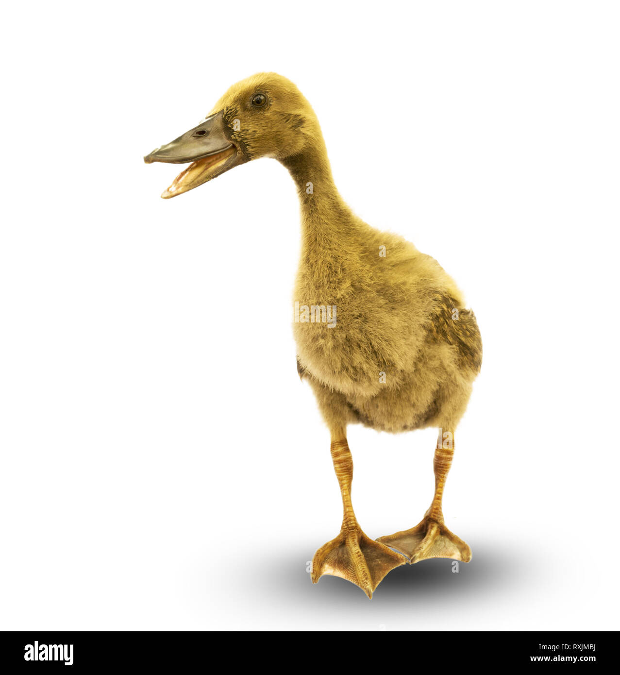 Brown ducklings on a white background Stock Photo - Alamy
