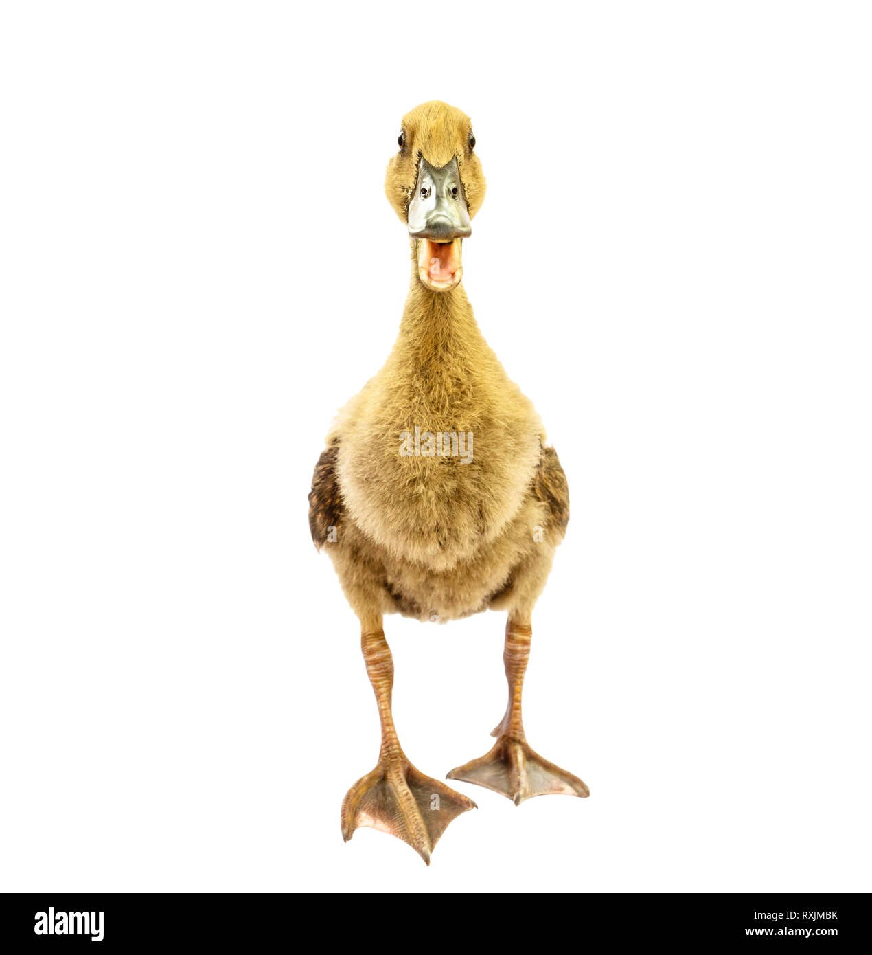 Brown white duck standing Cut Out Stock Images & Pictures - Alamy