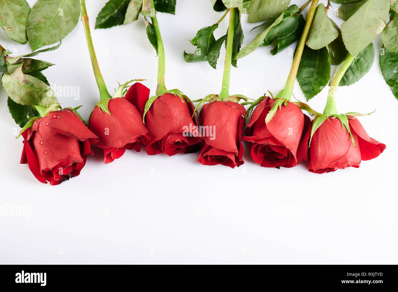 Line of red roses flower isolated on white background Stock Photo - Alamy
